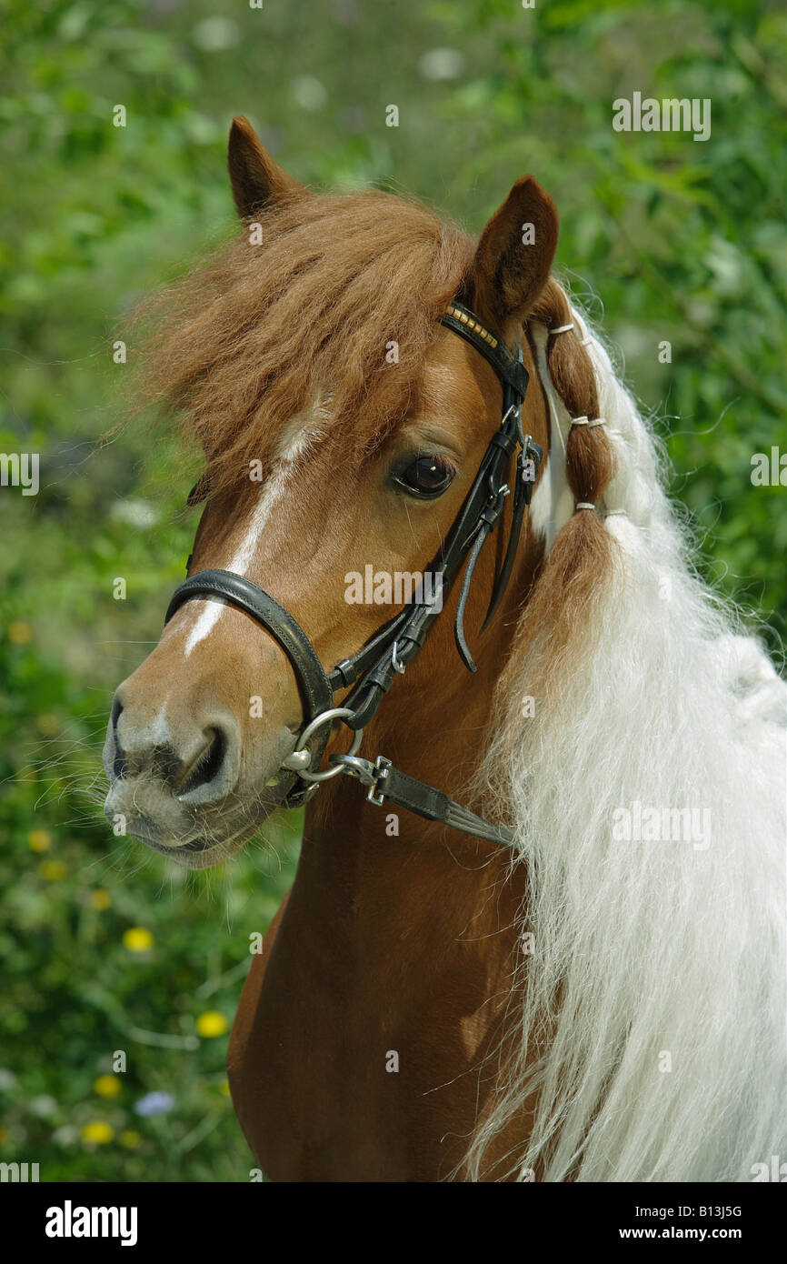 shetland pony - portrait Stock Photo - Alamy
