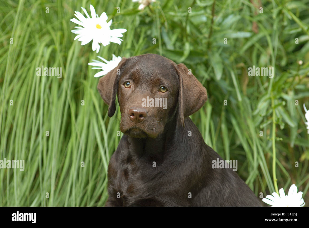 Labrador Retriever - puppy sitting in front of flowers Stock Photo - Alamy