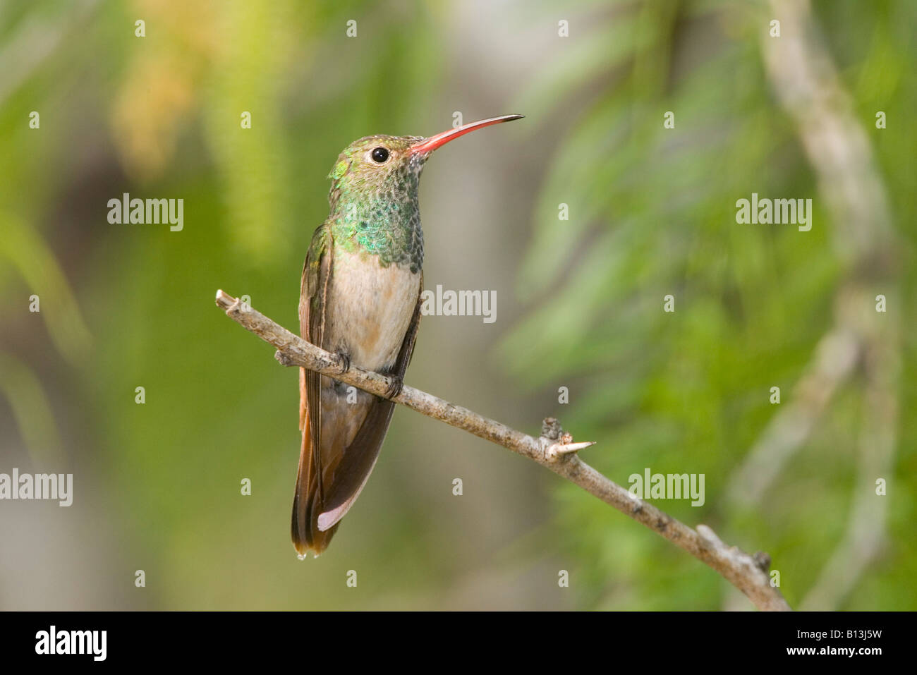 Buff bellied hummingbird Amazilia yucatensis Edinburg Texas United ...