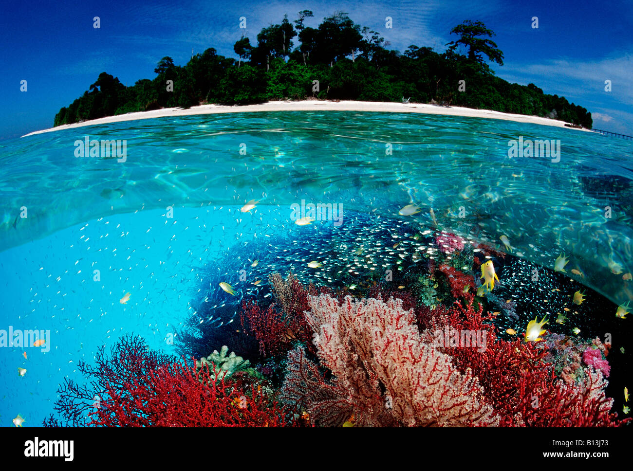 Coral Reef and Island Digital Composition Stock Photo - Alamy