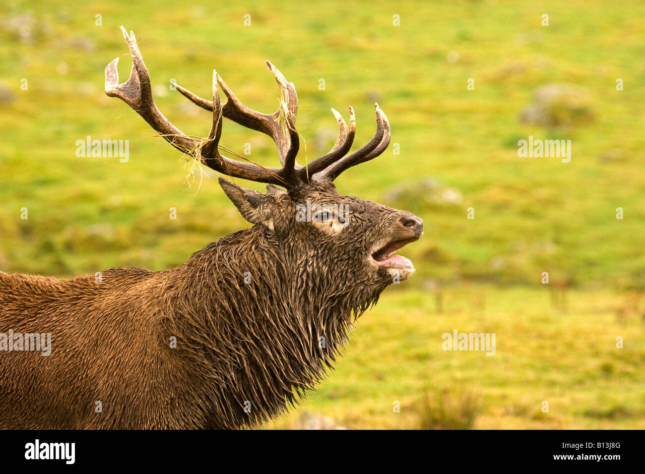 Red Deer during the rut Stock Photo - Alamy