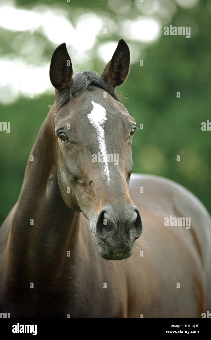 trakehner - portrait Stock Photo - Alamy