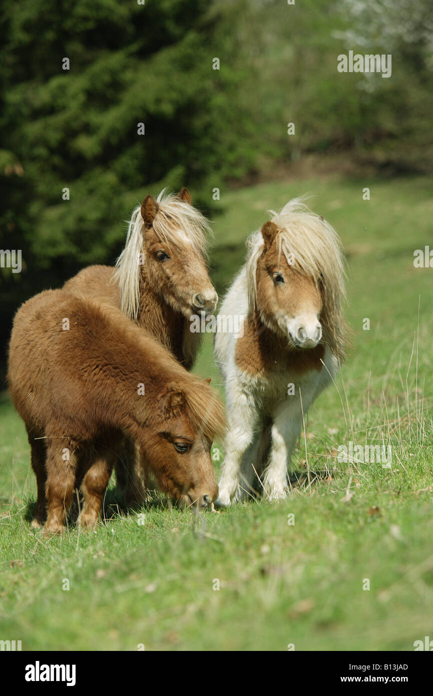 three mini shetland ponies - standing on meadow Stock Photo - Alamy