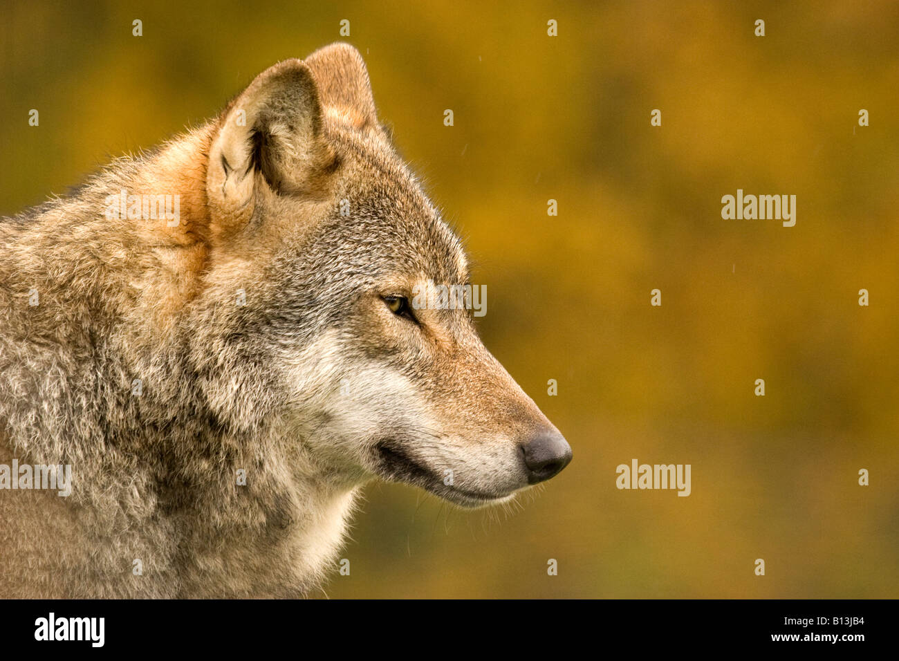 European Grey Wolf Stock Photo - Alamy
