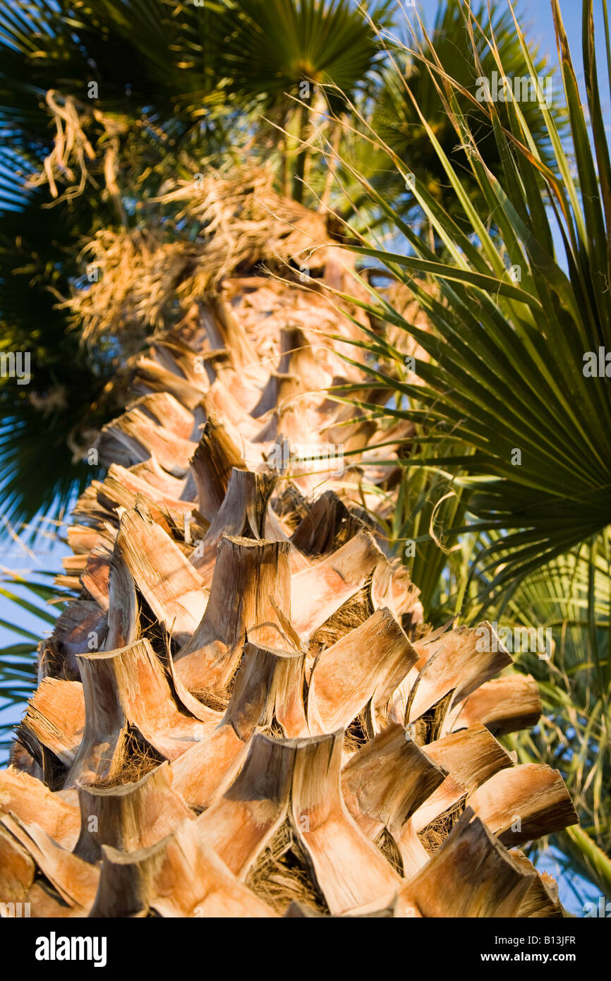 Arizona palm tree hi-res stock photography and images - Alamy