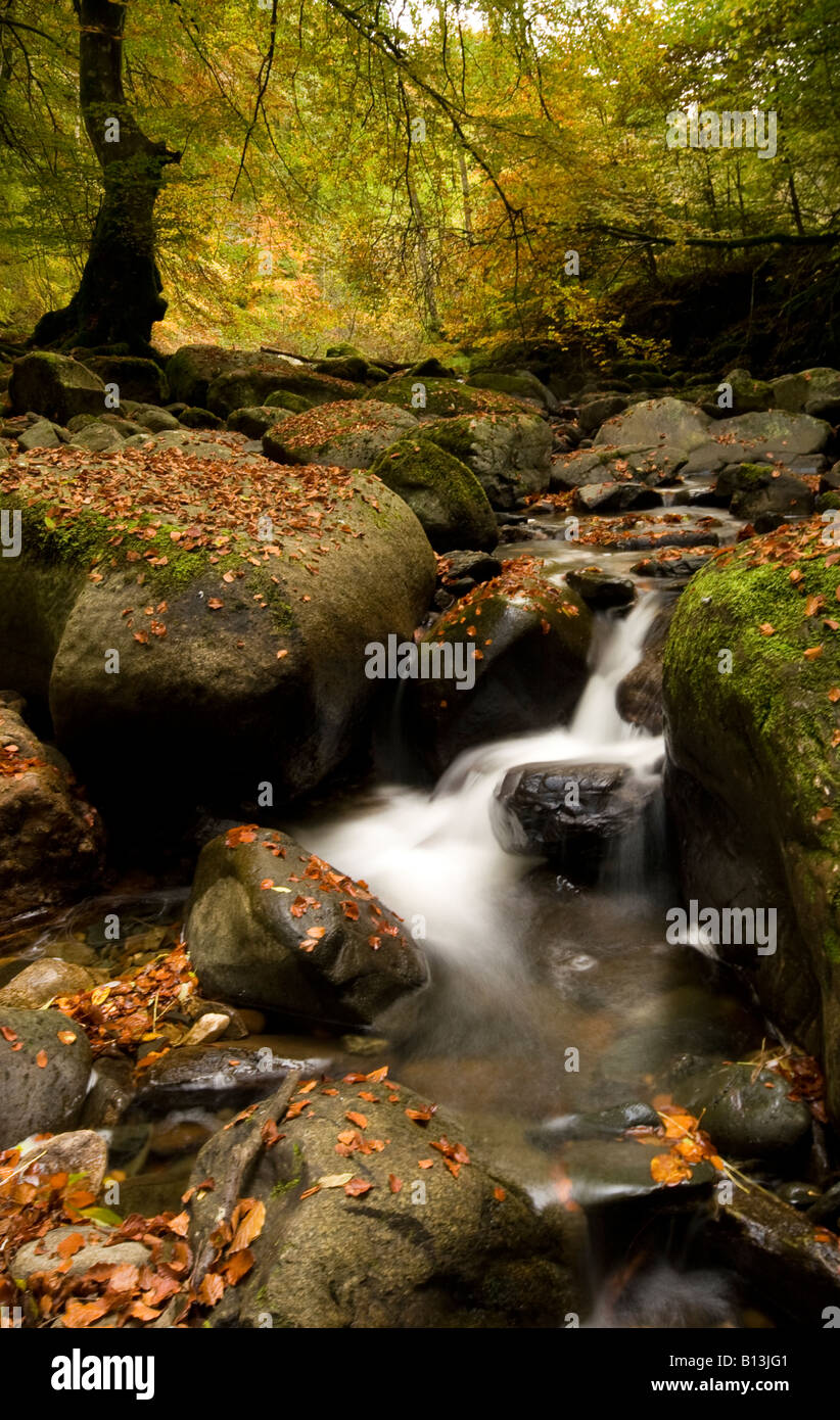 River running through autumn forest Stock Photo - Alamy