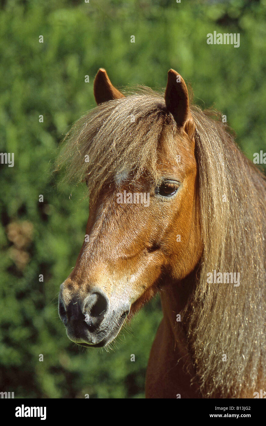 shetland pony - portrait Stock Photo - Alamy