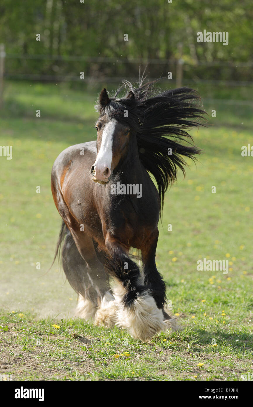 tinker pony - galloping on meadow Stock Photo - Alamy
