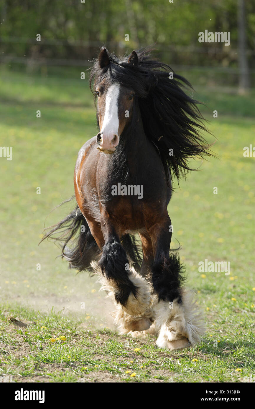 tinker pony - galloping on meadow Stock Photo - Alamy