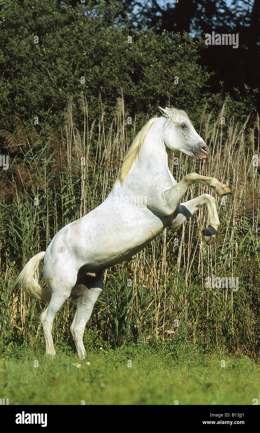 tiger horse - rearing Stock Photo - Alamy