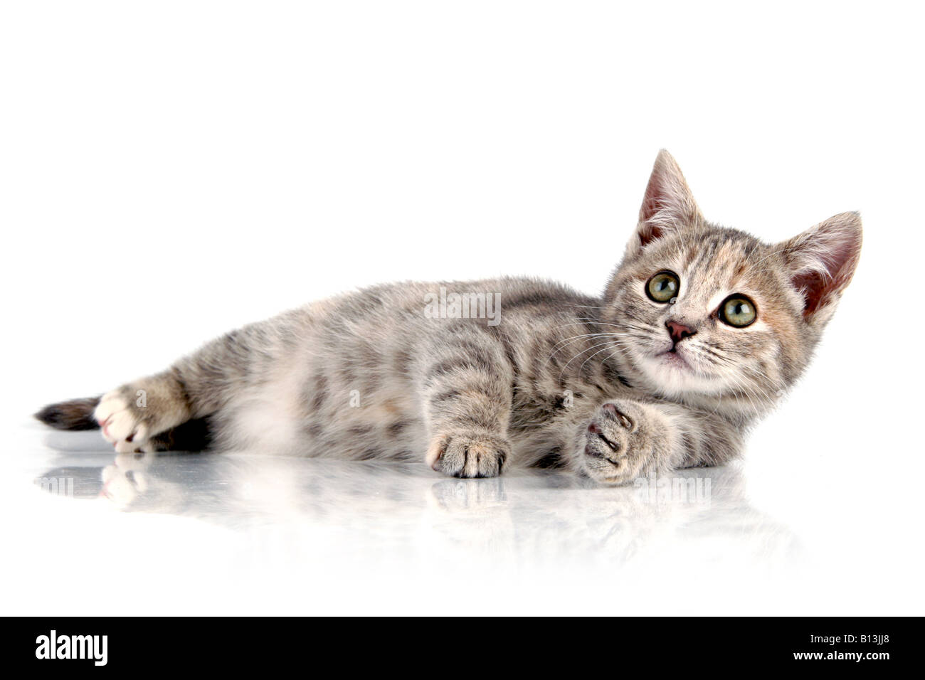 Perfect little kitten lying down Stock Photo - Alamy
