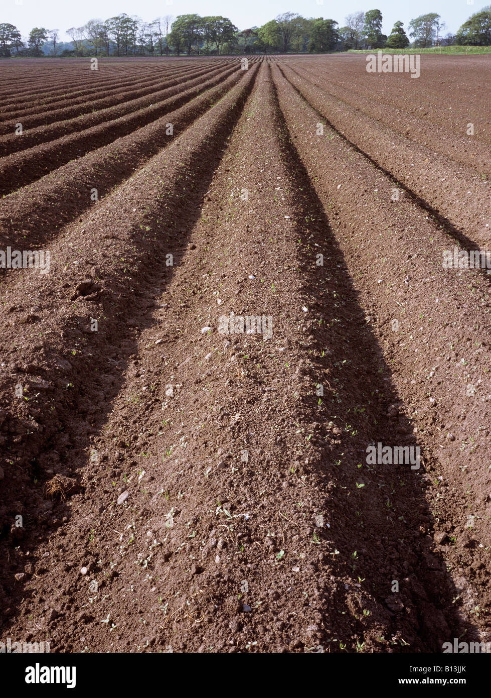 Newly planted potato field in Spring Stock Photo - Alamy