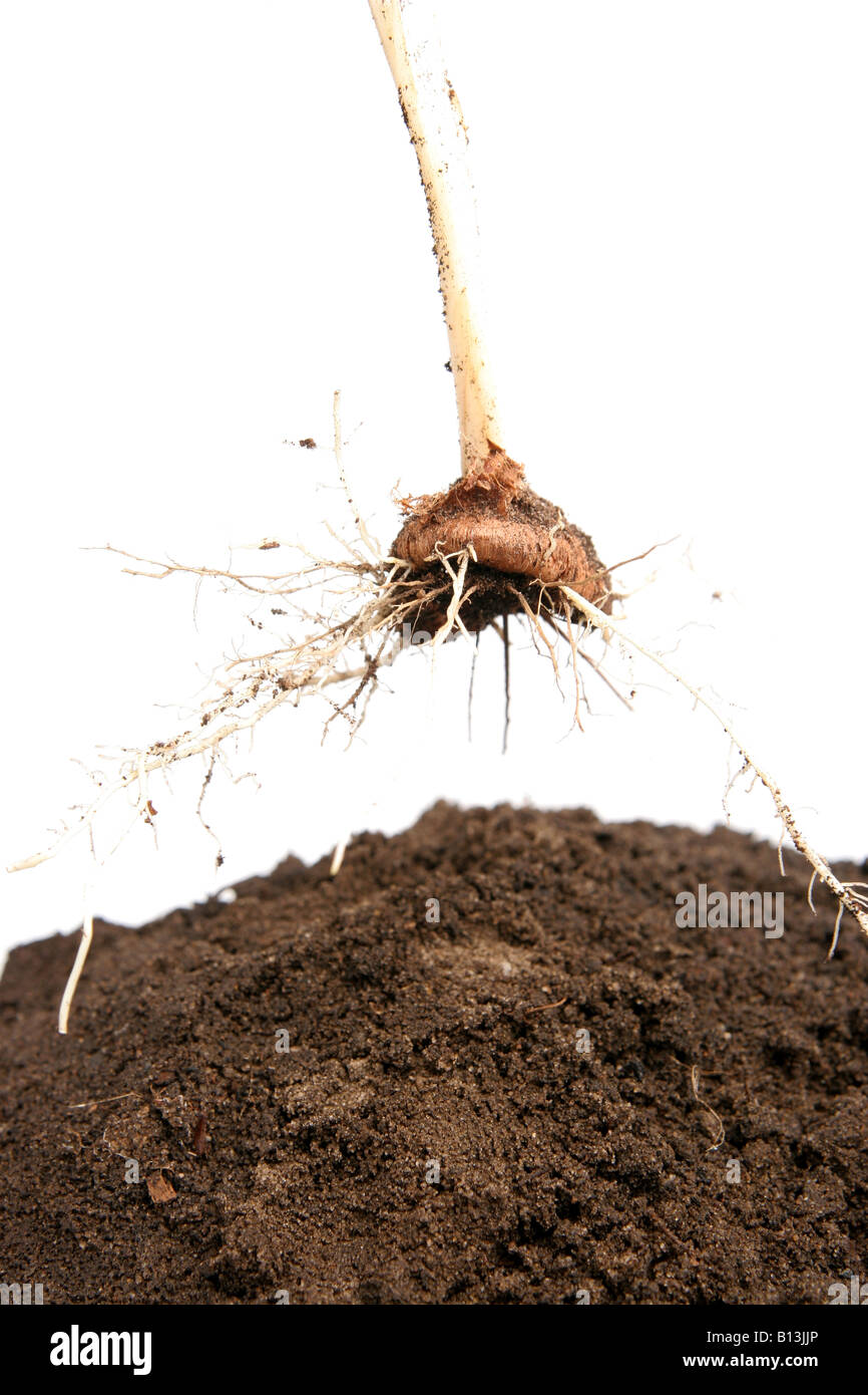 Above ground root system hi-res stock photography and images - Alamy