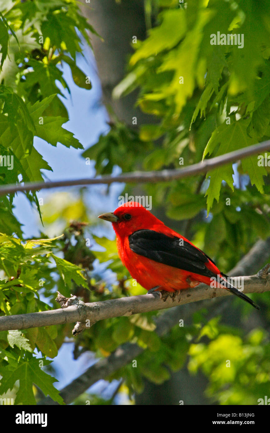 Tanager bird hi-res stock photography and images - Alamy