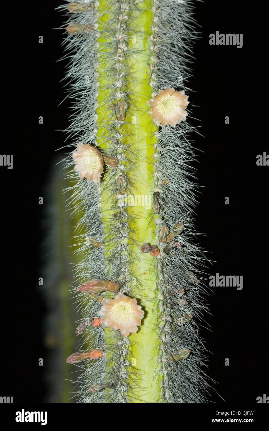 Senita cactus pachycereus schottii hi-res stock photography and images ...