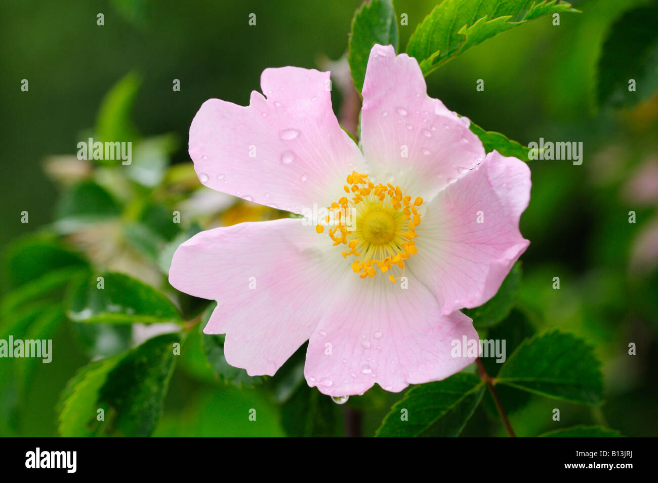 Dog Rose Rosa Canina Stock Photo - Alamy