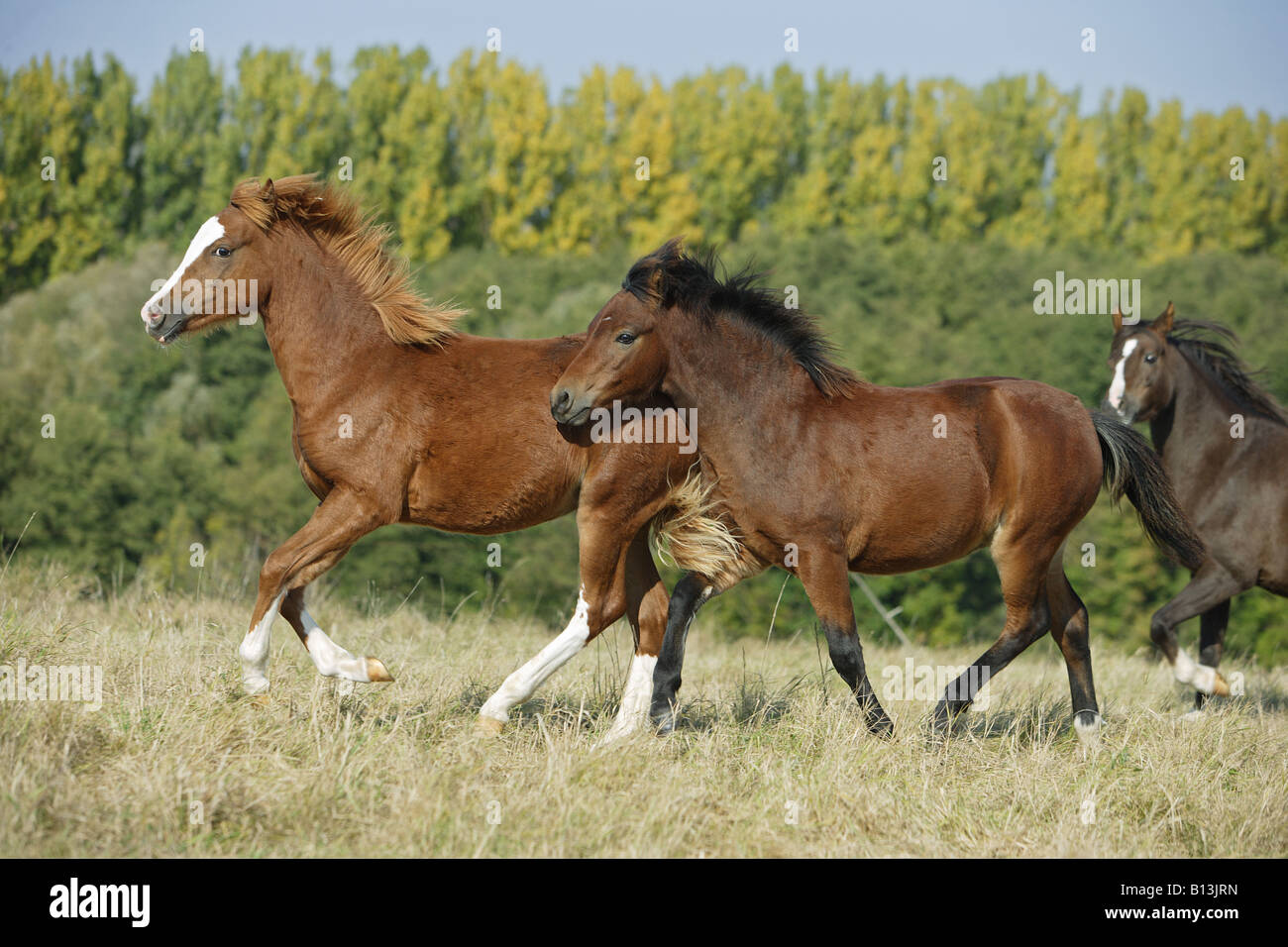 three welsh poies - galloping on meadow Stock Photo - Alamy