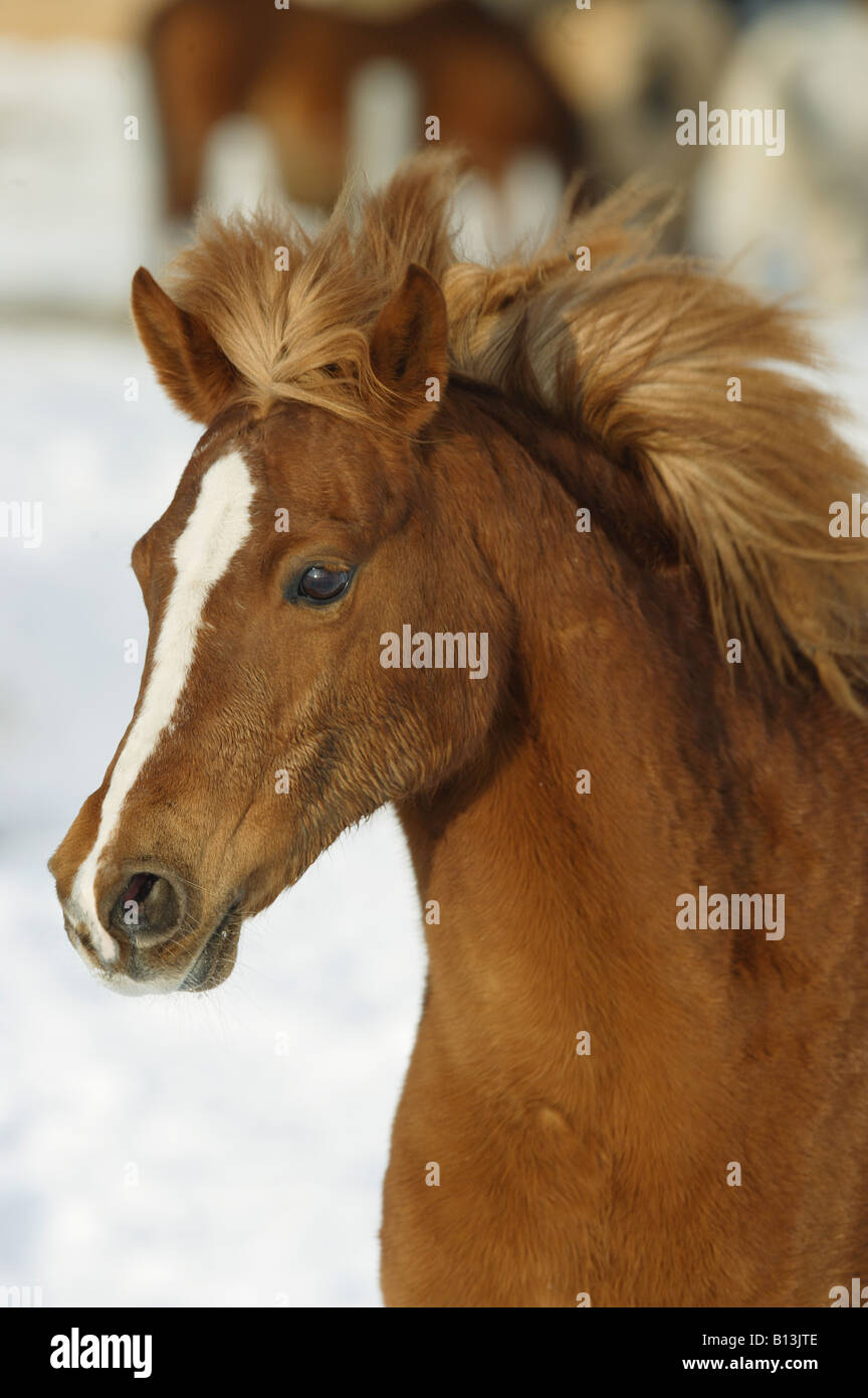 welsh pony - portrait Stock Photo - Alamy