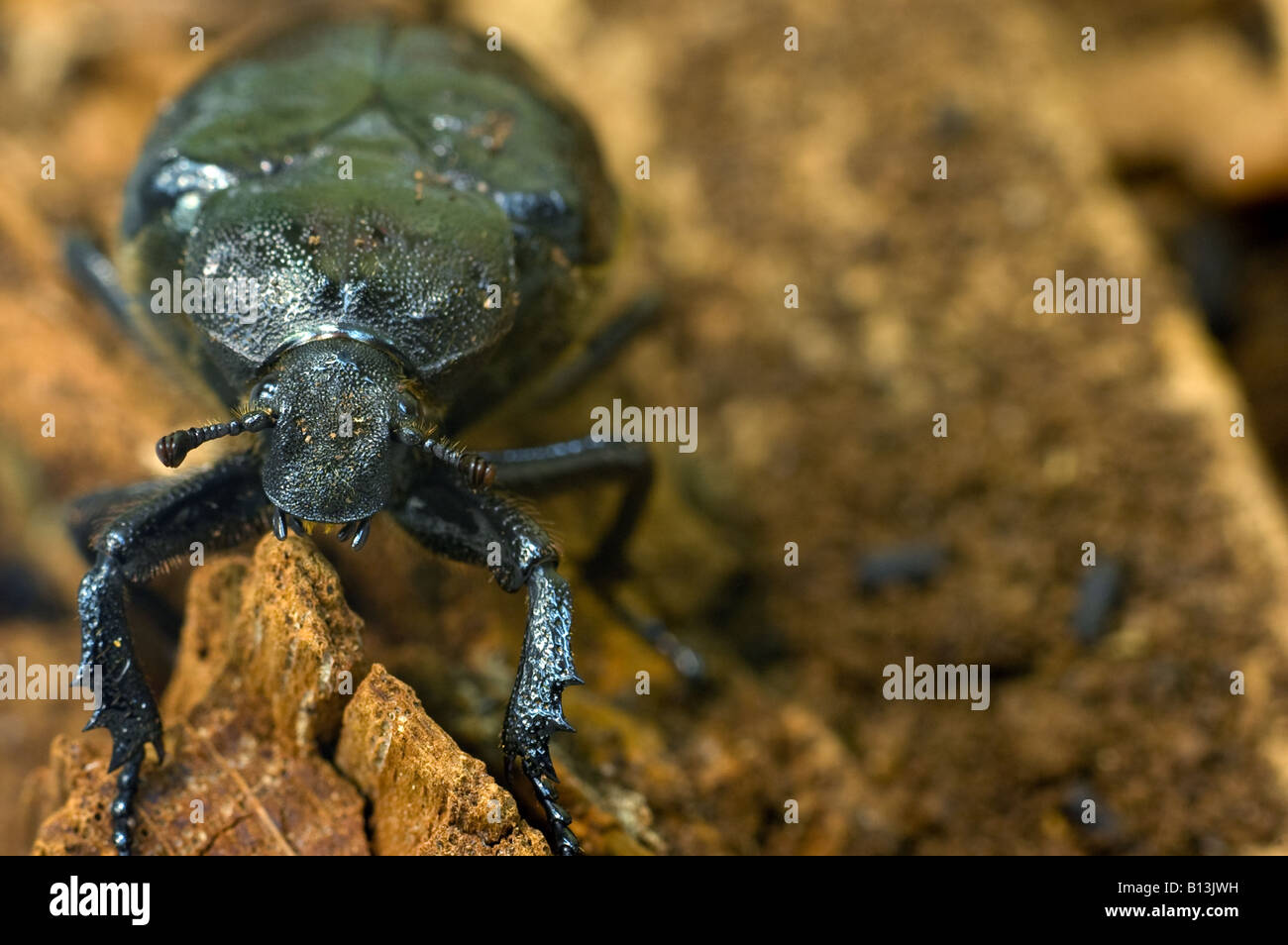 The Hermit beetle (Osmoderma eremita) / Eremit Stock Photo - Alamy