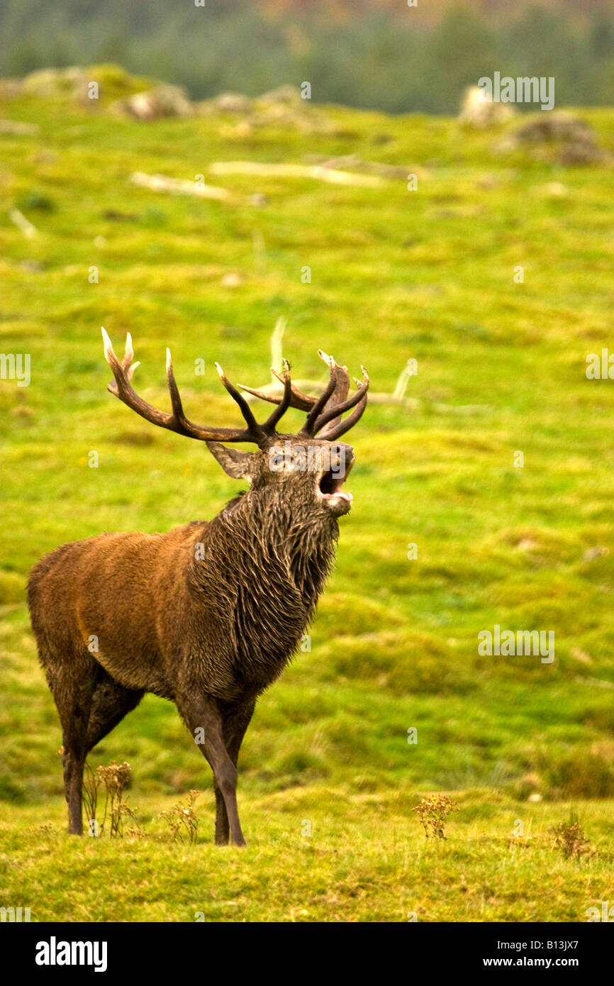 Red Deer during the rut Stock Photo - Alamy