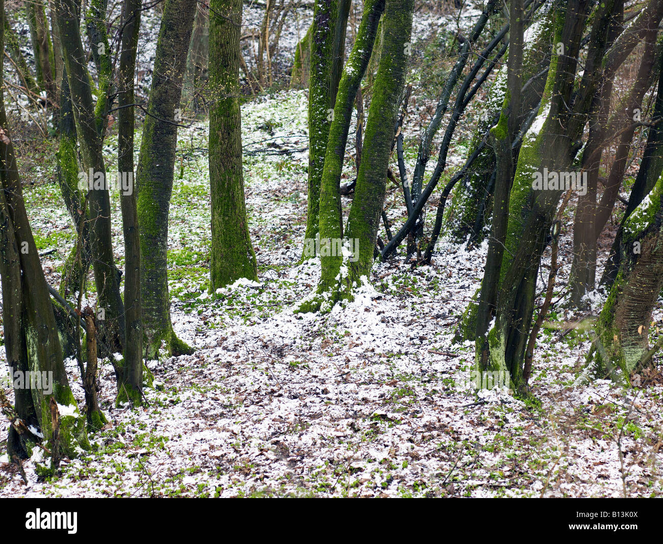 Snowy forest floor with defoliated logs Stock Photo - Alamy