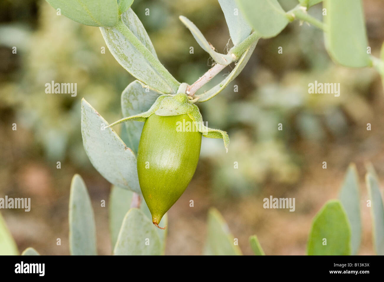 Jojoba plant hi-res stock photography and images - Alamy