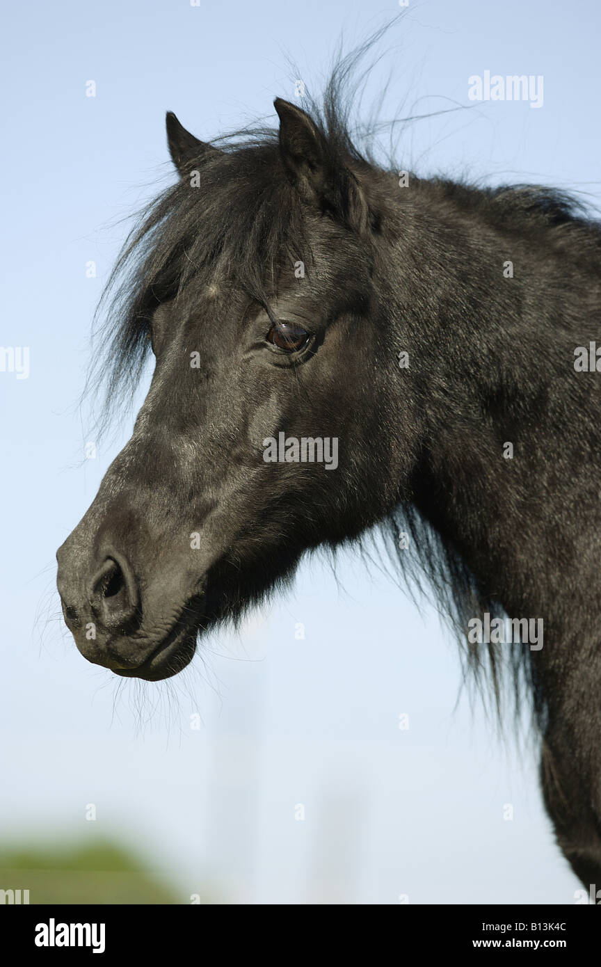 shetland pony - portrait Stock Photo - Alamy