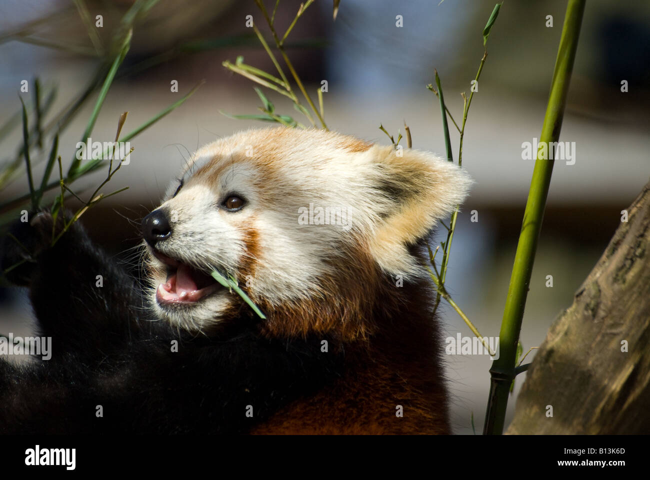 Ailurus fulgens not zoo hi-res stock photography and images - Alamy