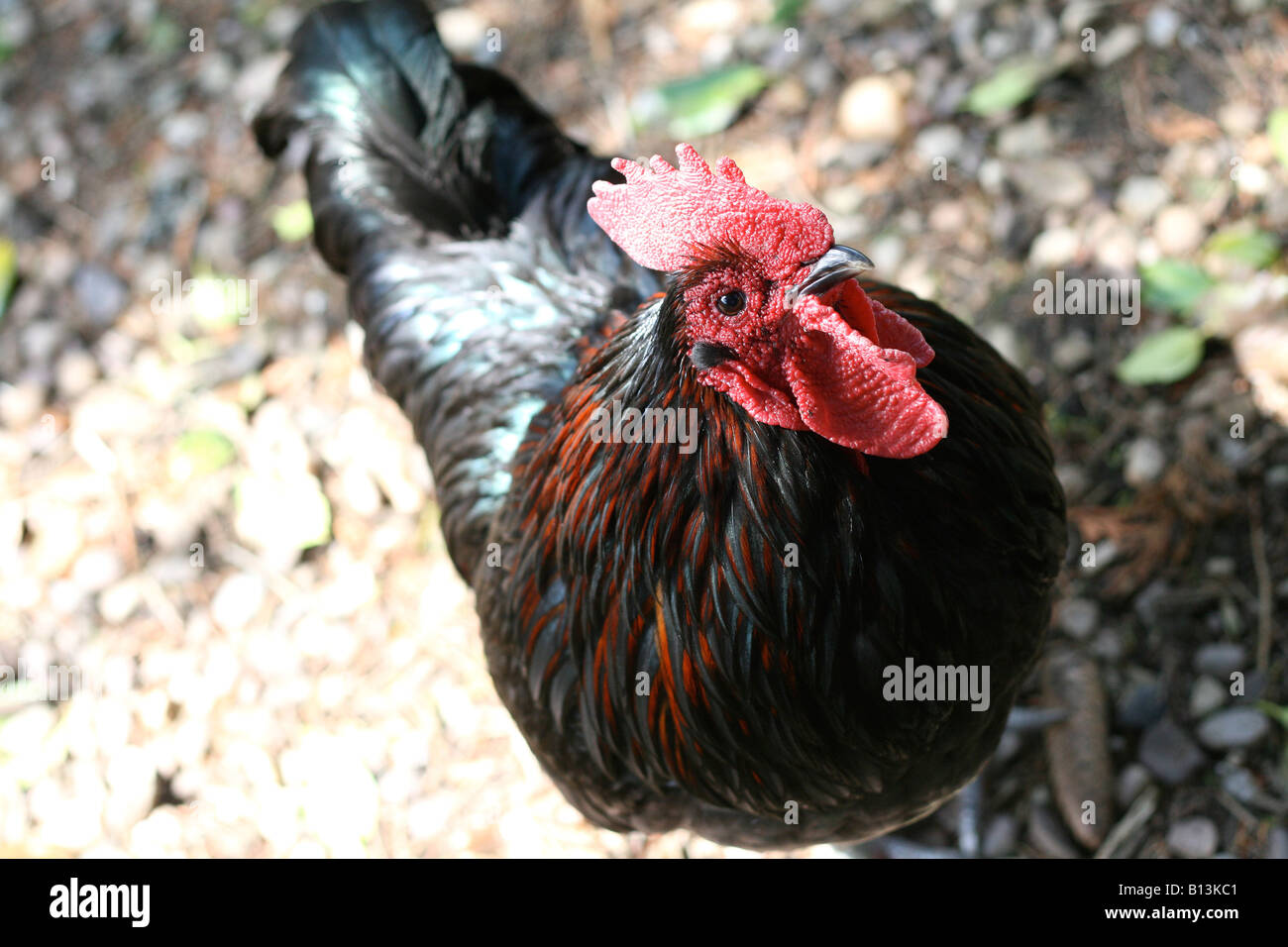 Black cockerel, rooster Stock Photo - Alamy