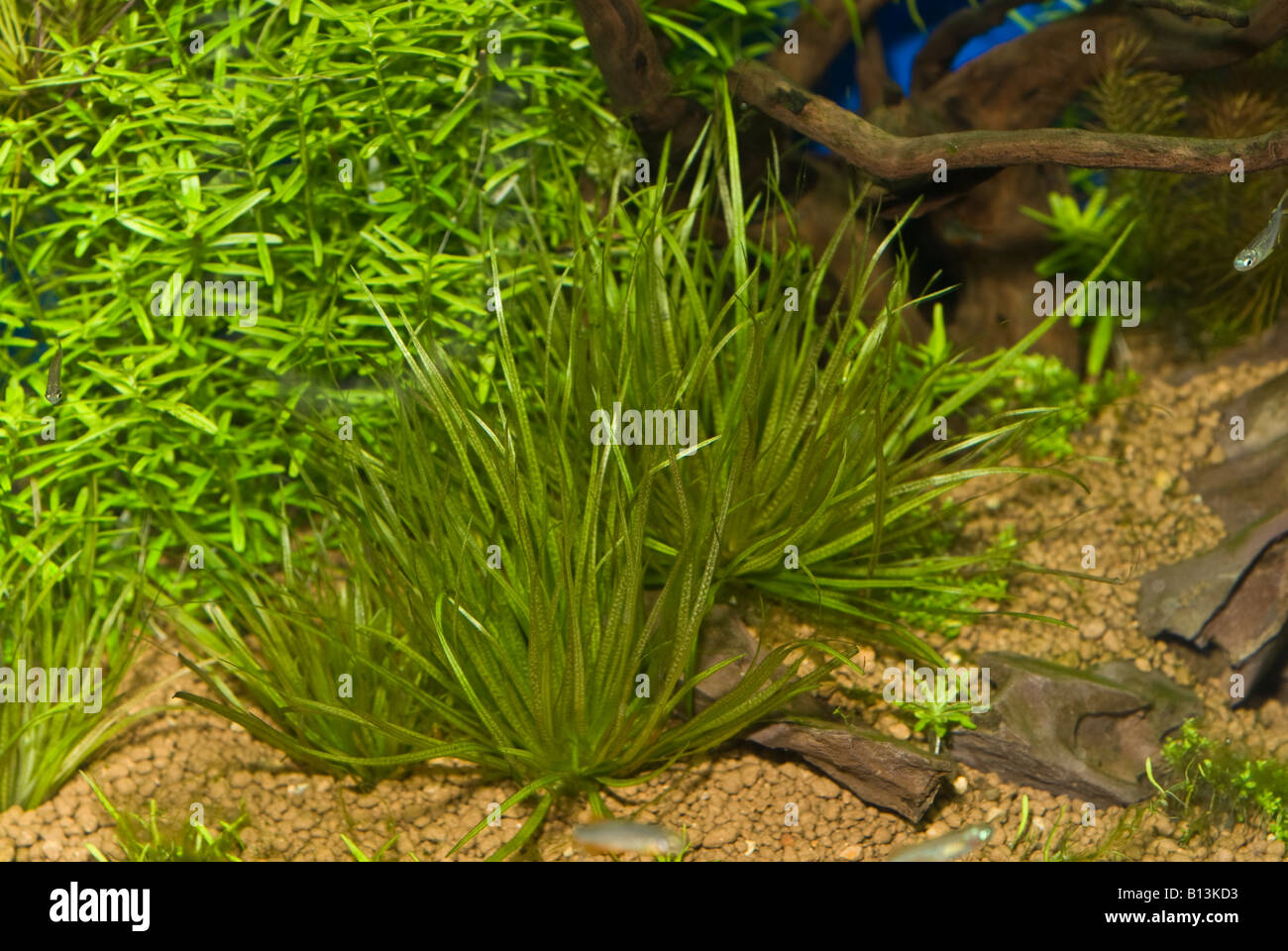 Blyxa sp., tropical aquatic plant Stock Photo - Alamy