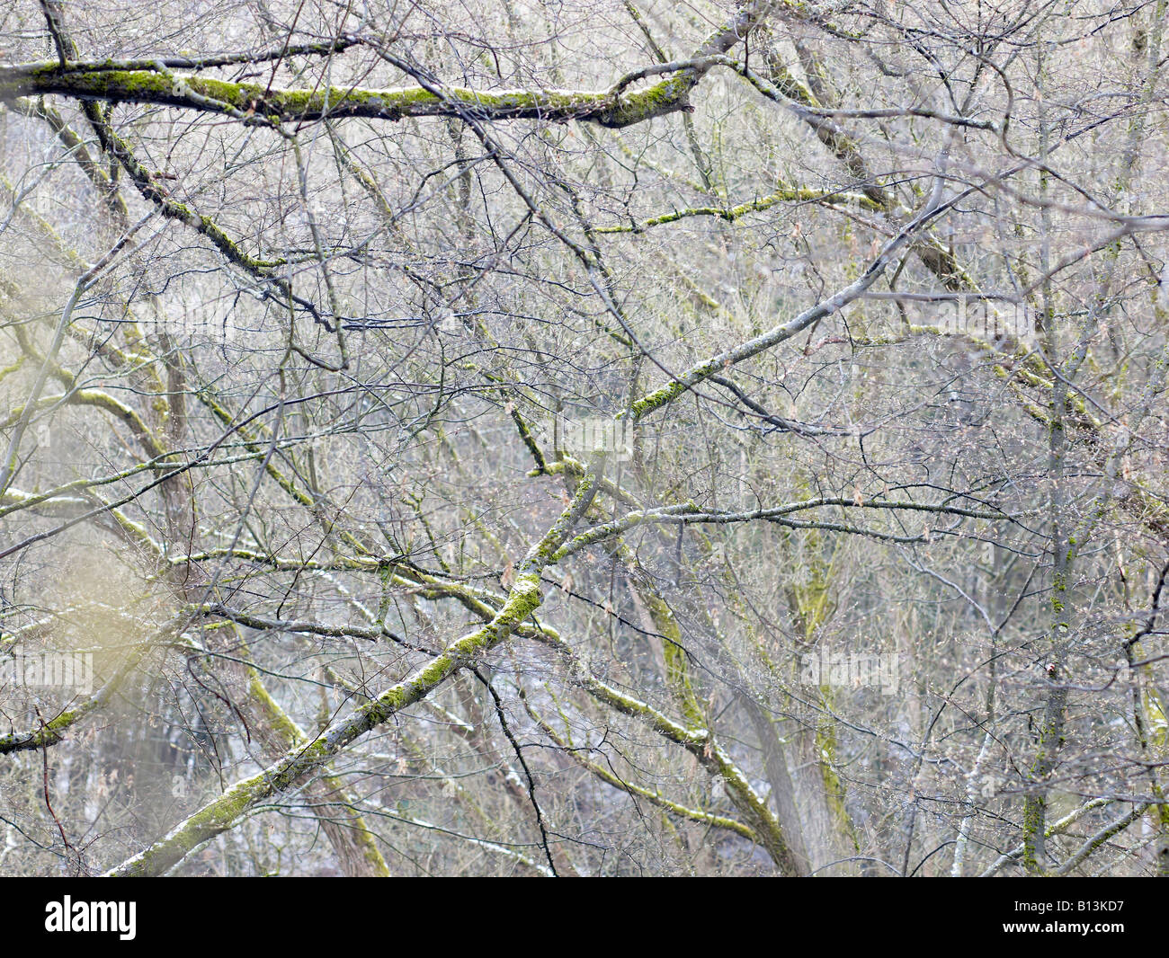 Back limbs hi-res stock photography and images - Alamy