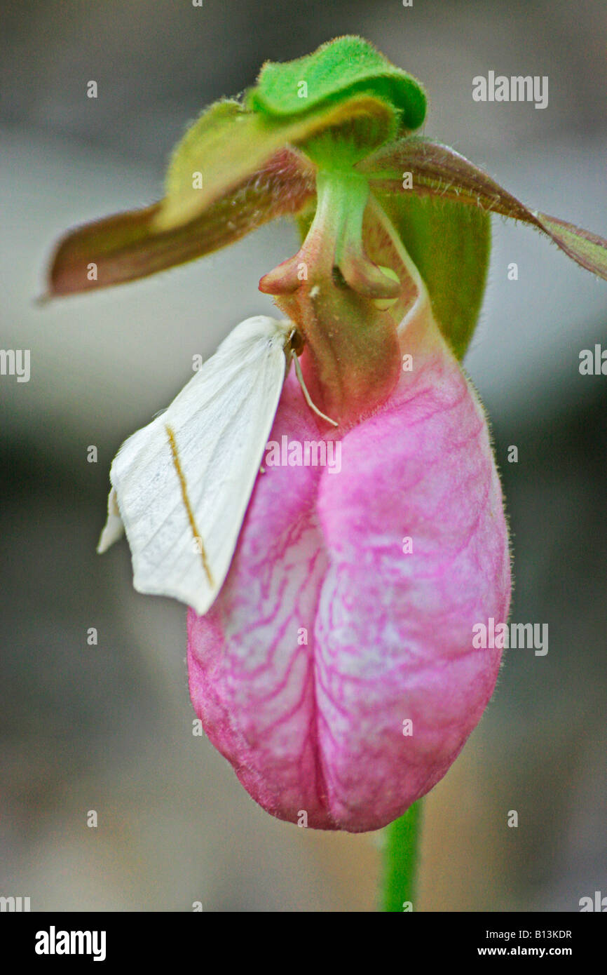 Pink Lady Slipper or moccasin flower with a pollinating moth Stock ...