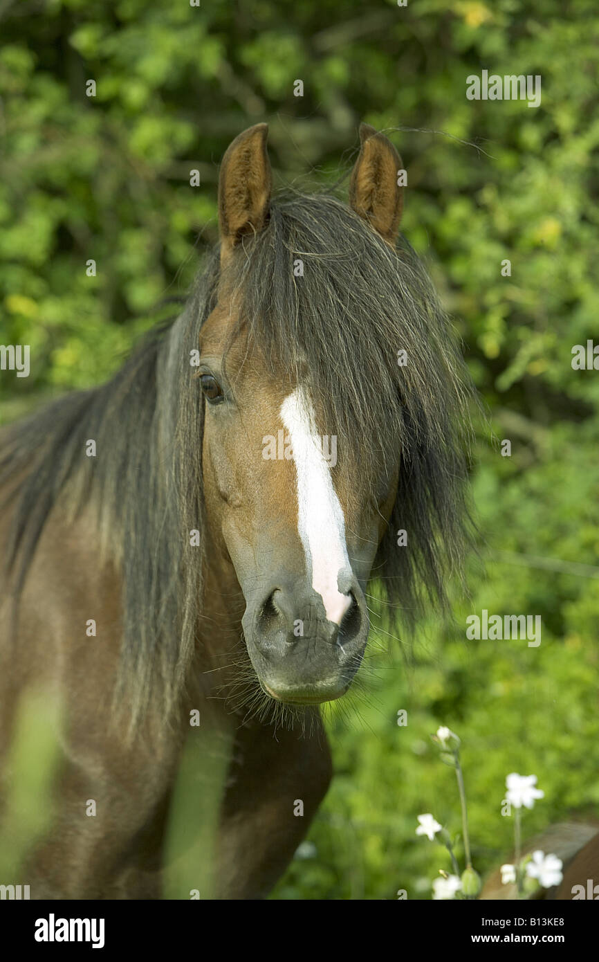 welsh pony - portrait Stock Photo - Alamy