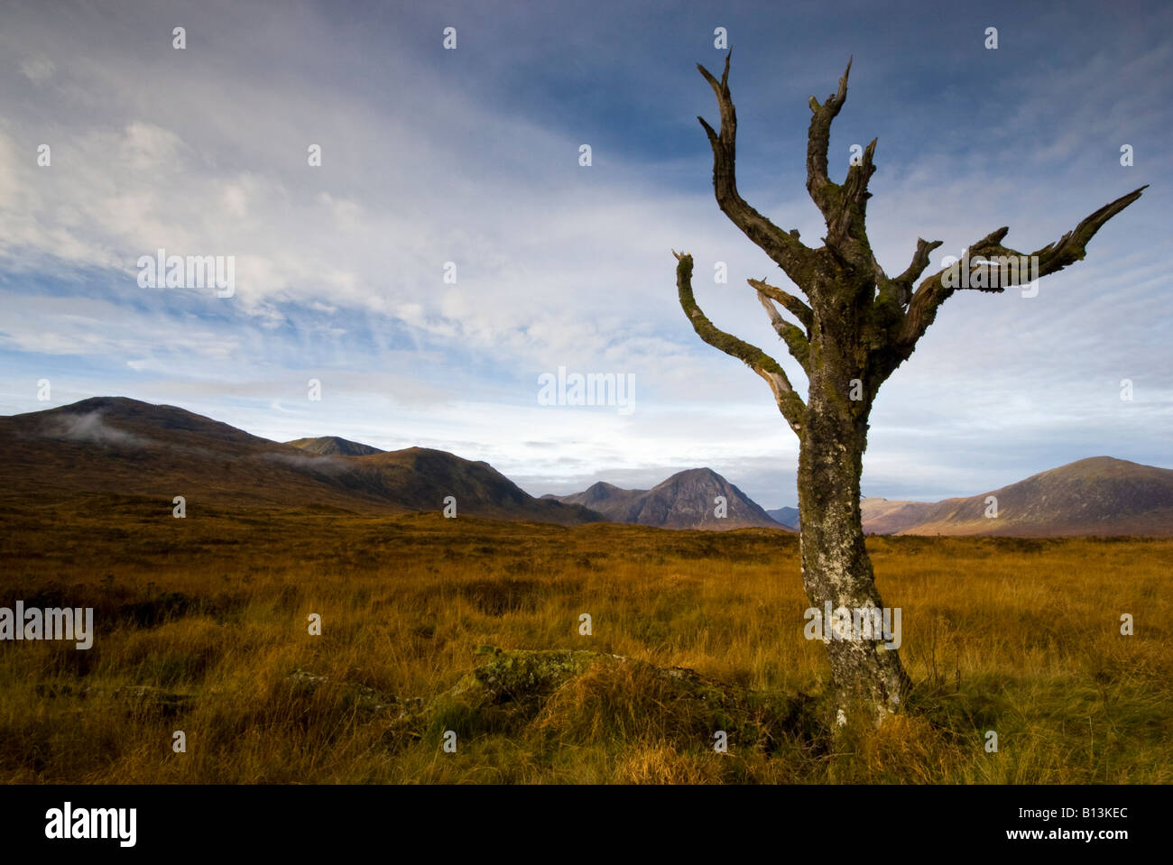 Dead tree, Rannoch Moor Scotland Stock Photo - Alamy