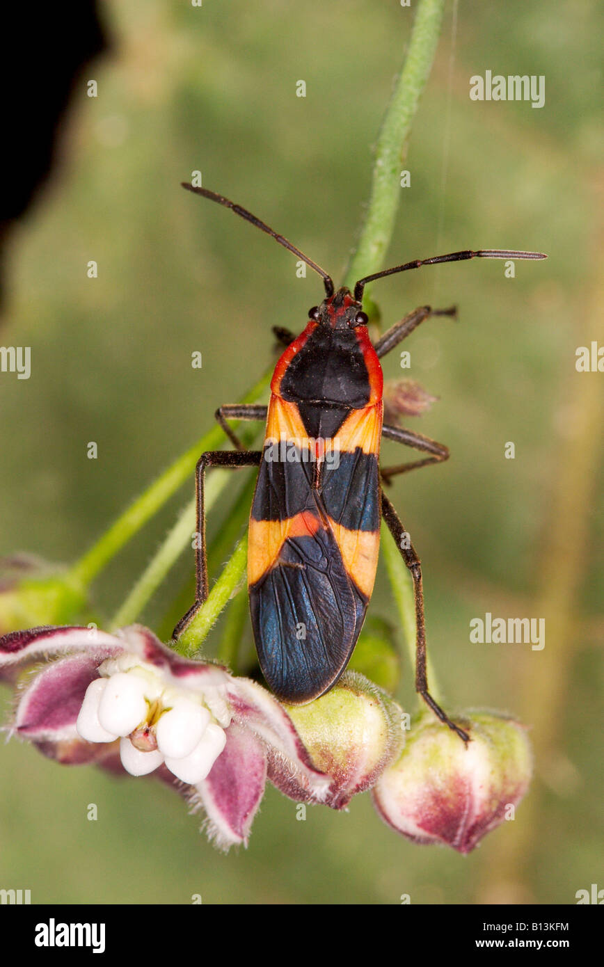 Large Milkweed Bug Oncopeltus fasciatus Tucson Arizona United States 23 ...