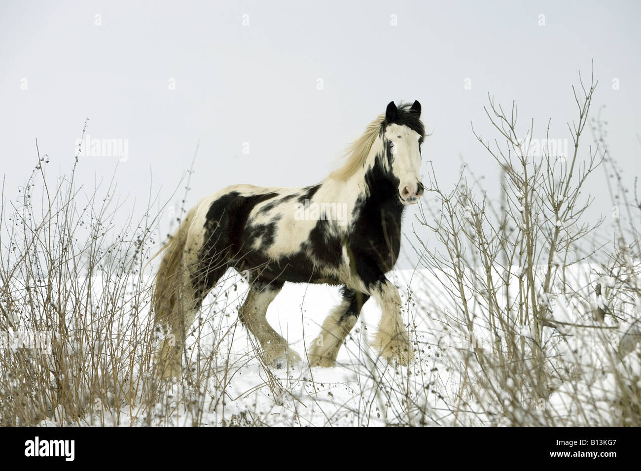 tinker pony - trotting in snow Stock Photo - Alamy