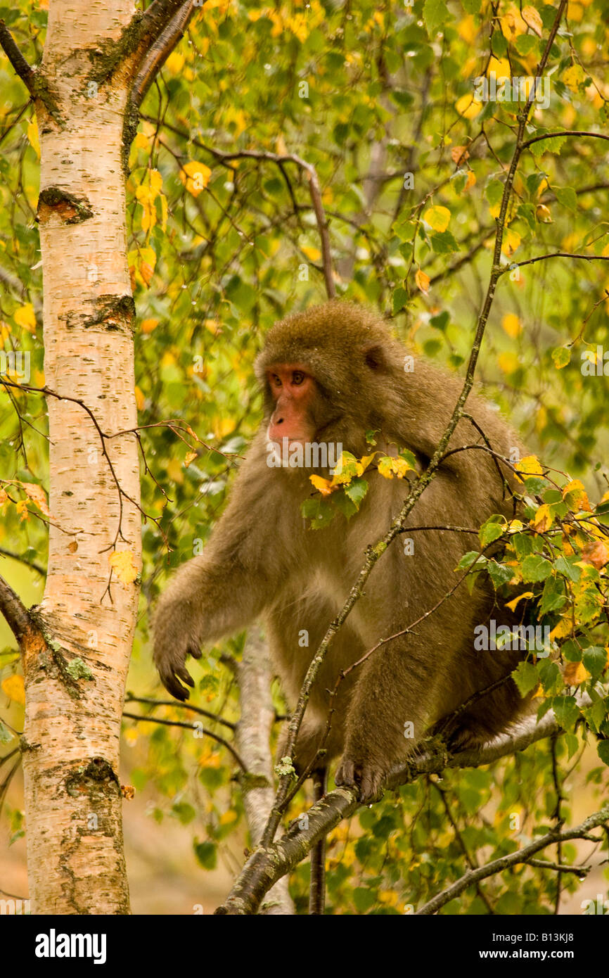 Japanese Macaque in Birch trees Stock Photo - Alamy