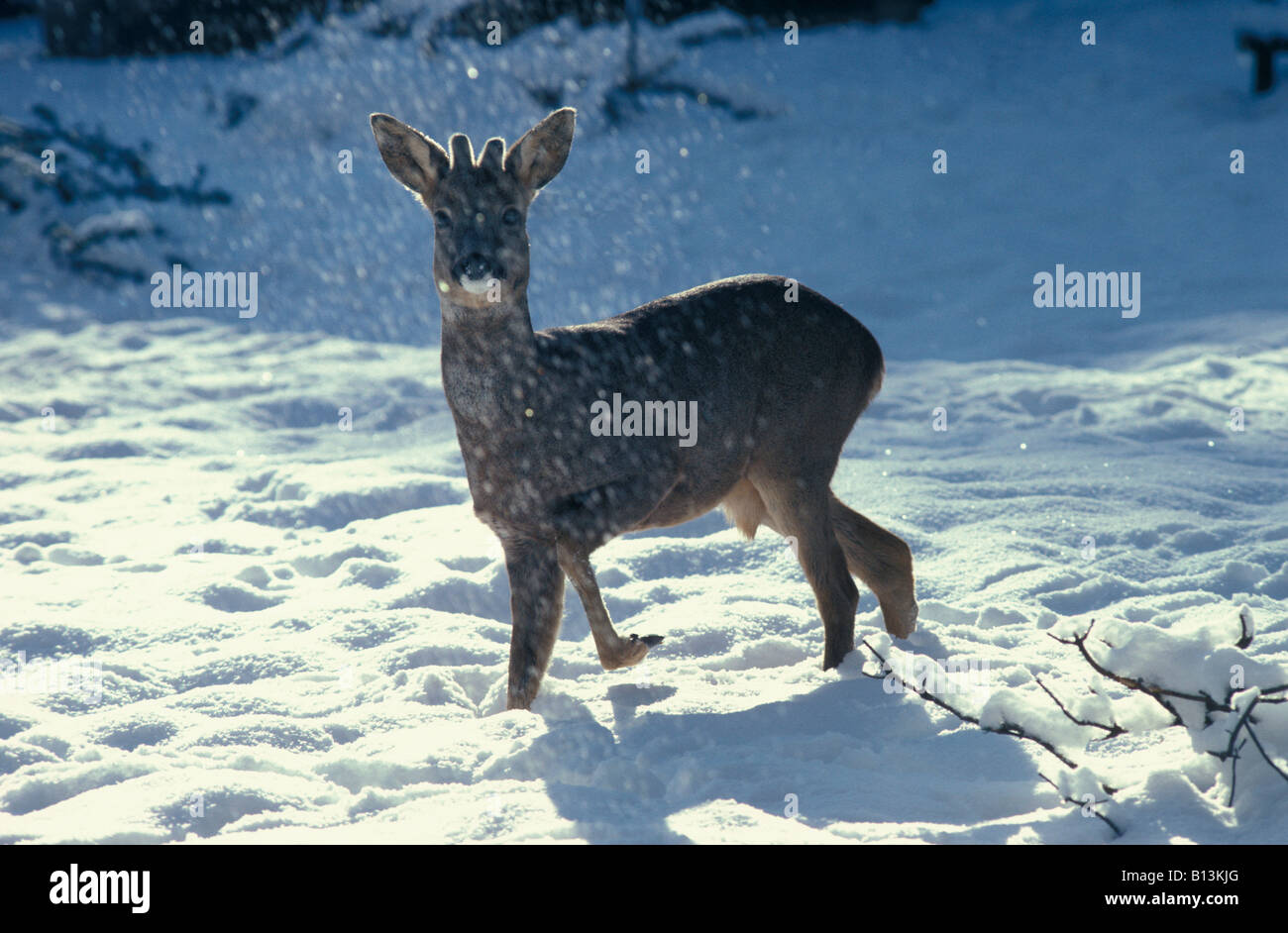 chevreuil male Roe Deer male Capreolus capreolus in snow animals ...