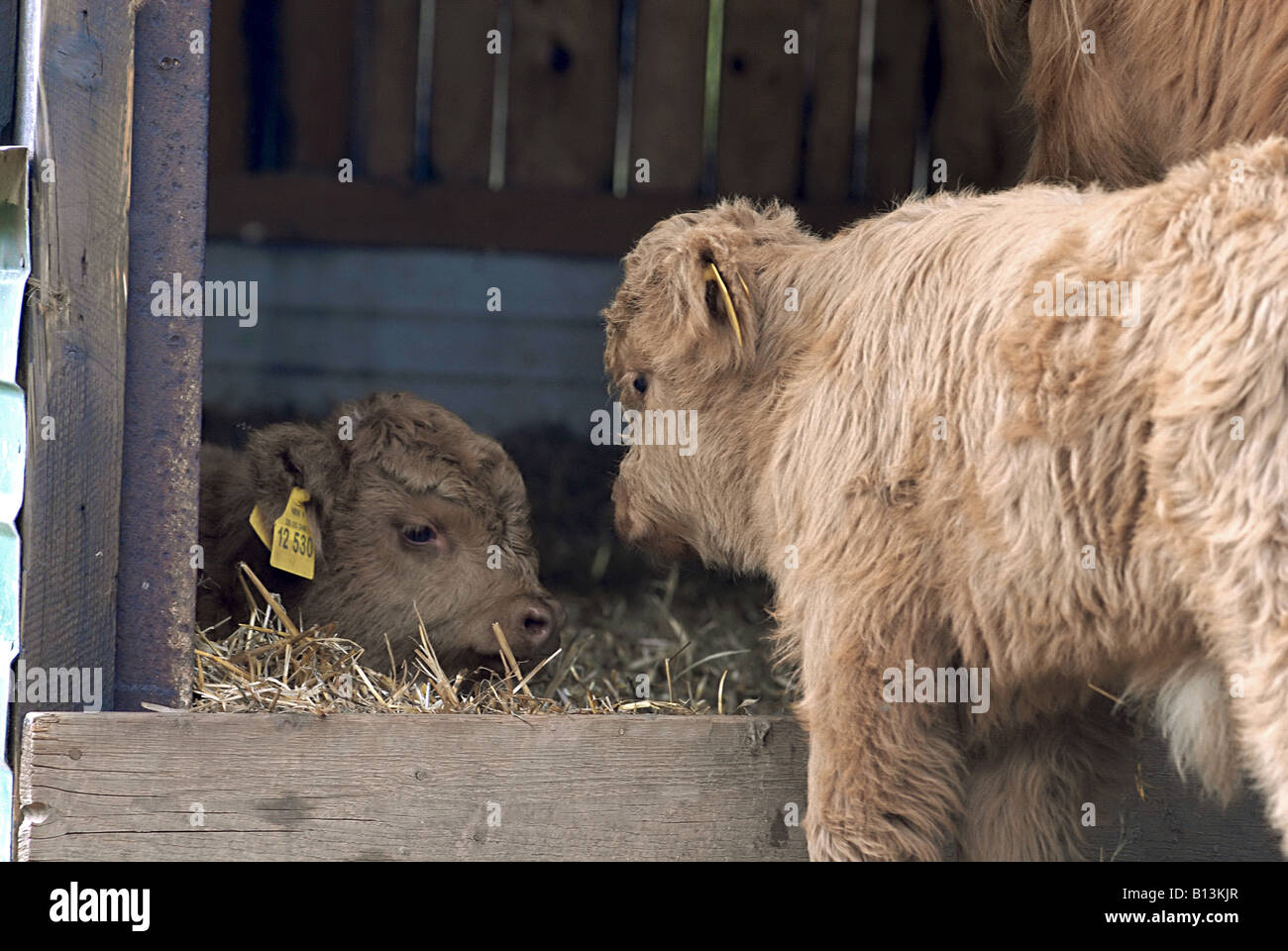 Highland cattle - calves in stable Stock Photo - Alamy