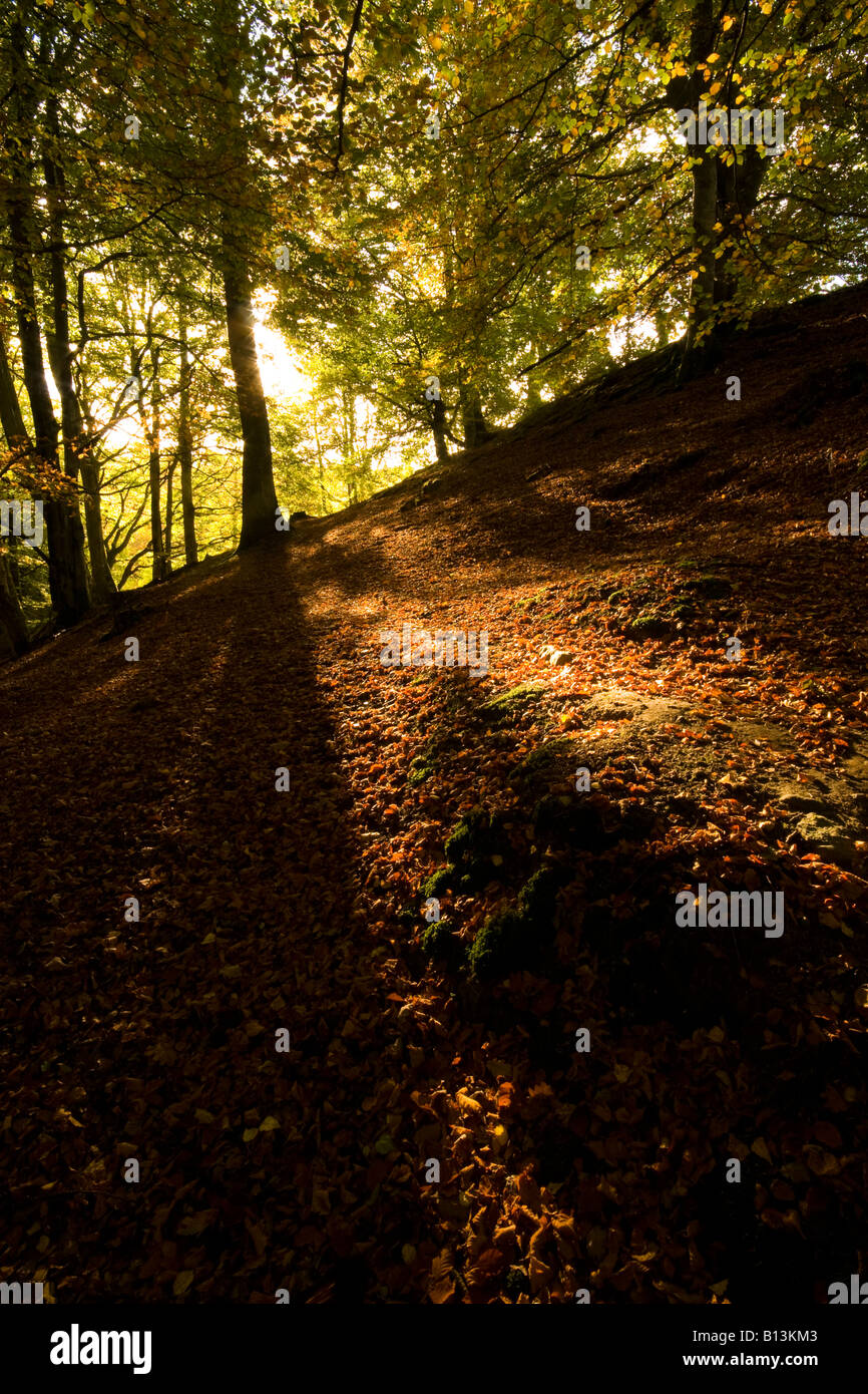 Beech forest shadows hi-res stock photography and images - Alamy