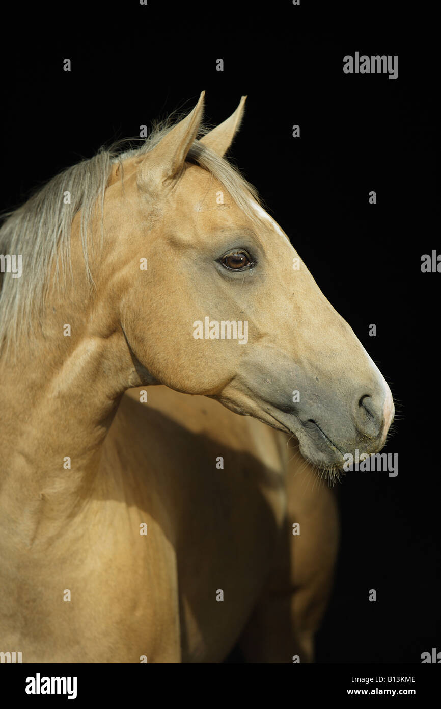 quarter horse - portrait Stock Photo - Alamy