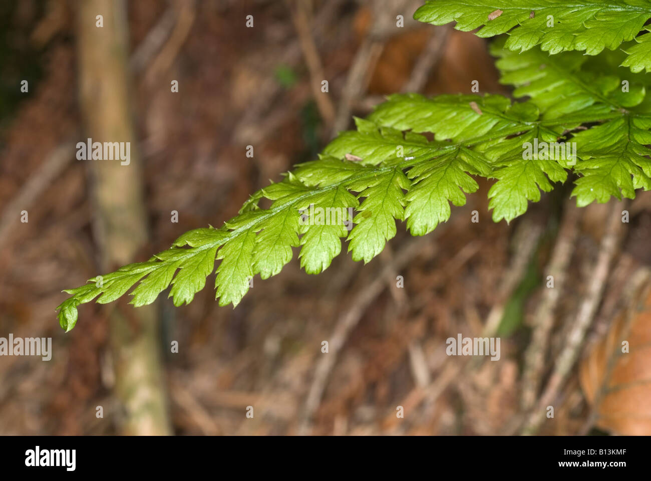 Detail view of fern frond Stock Photo - Alamy