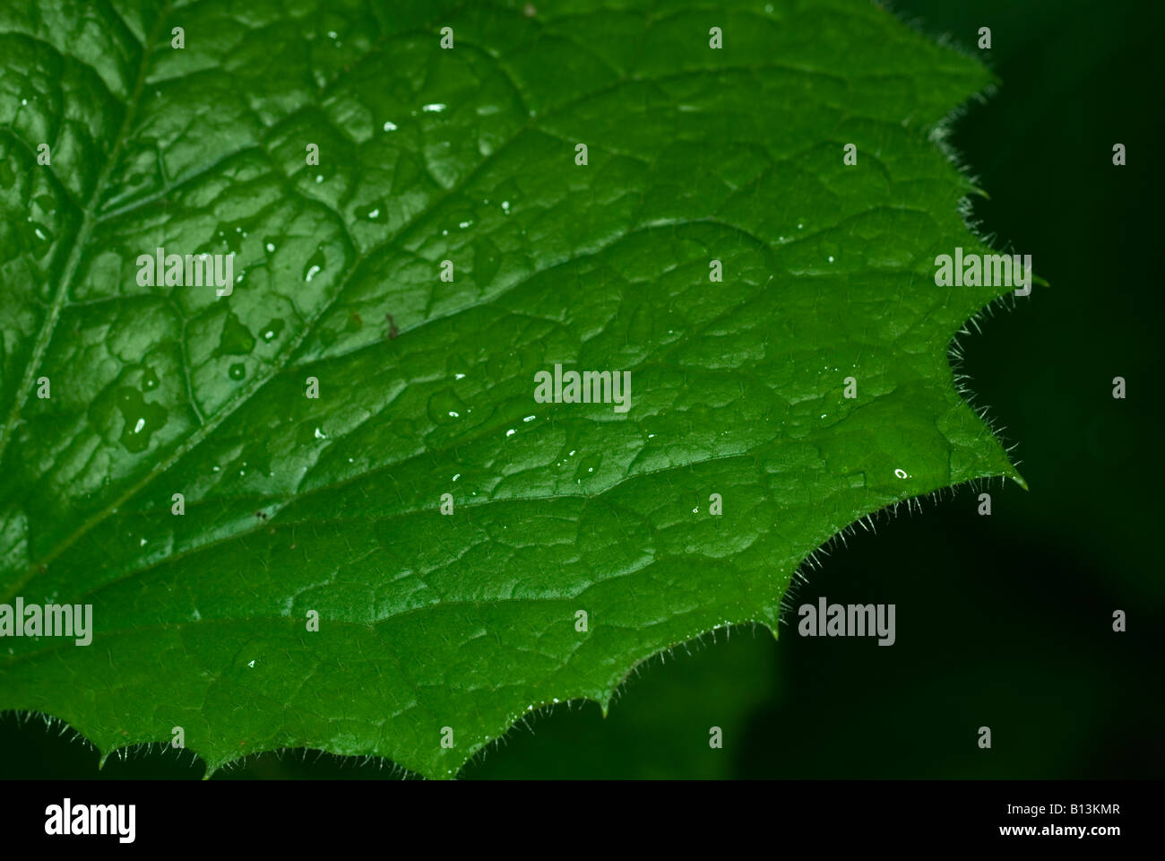 leaf edge against a dark background Stock Photo - Alamy