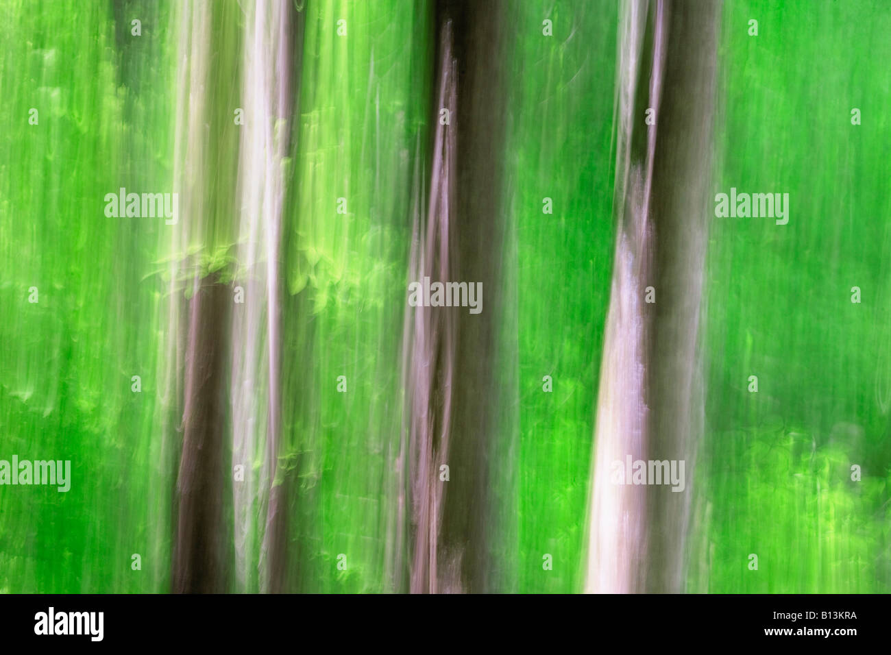 Forest abstract showing tree trunks and spring foliage in the Great ...