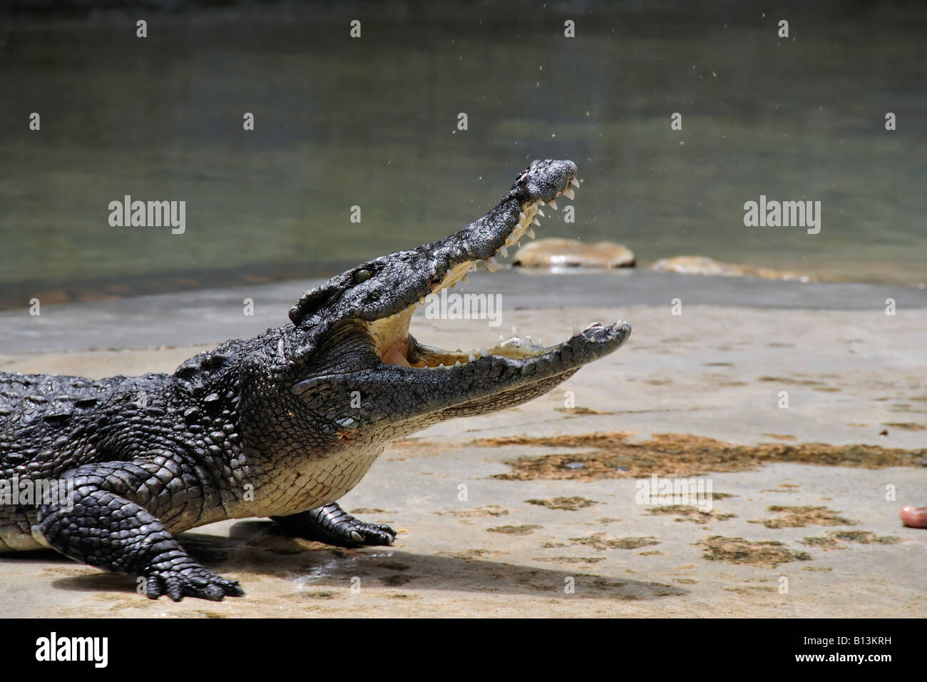 Crocodile mouth open hi-res stock photography and images - Alamy