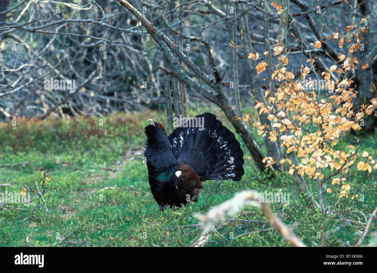 grand tetras Auerhahn Capercaillie Tetrao urogallus displaying male in ...