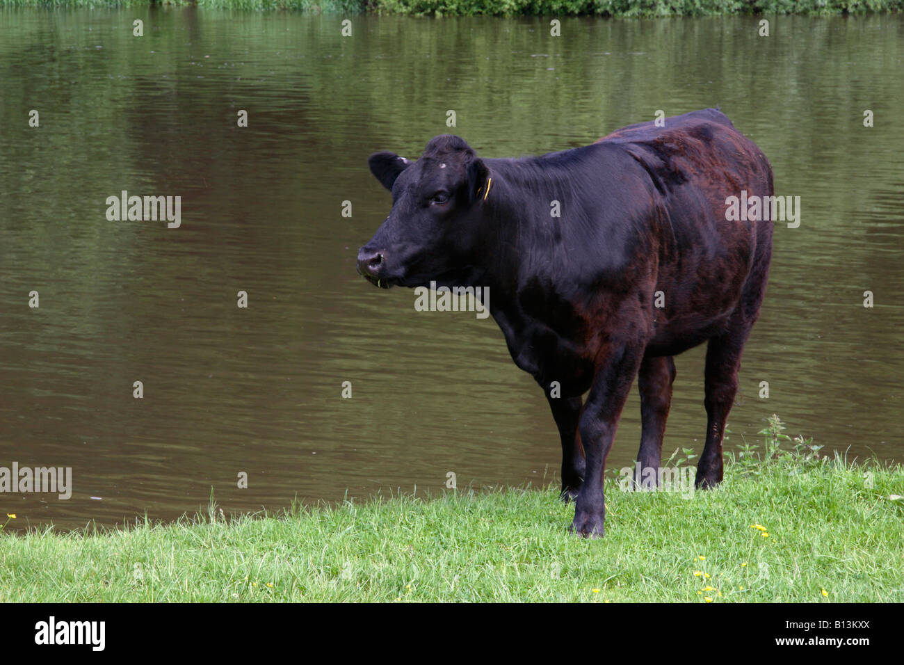 A cow standing next to the river Trent, Nottinghamshire, England, UK ...