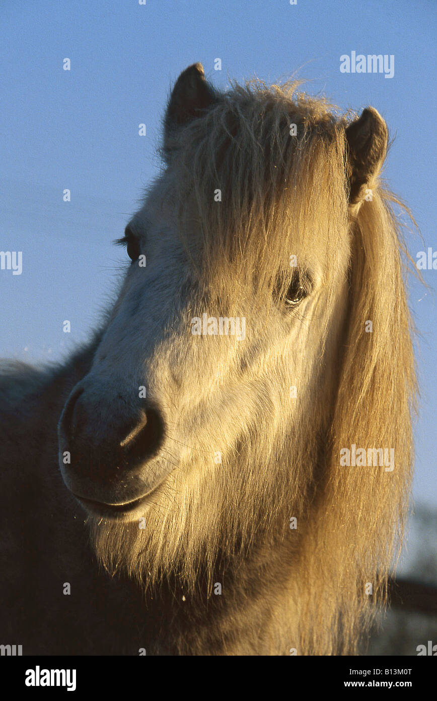 shetland pony - portrait Stock Photo - Alamy