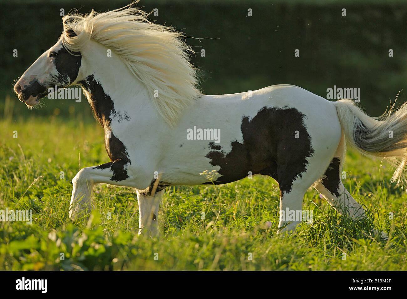 tinker pony - walking on meadow Stock Photo - Alamy