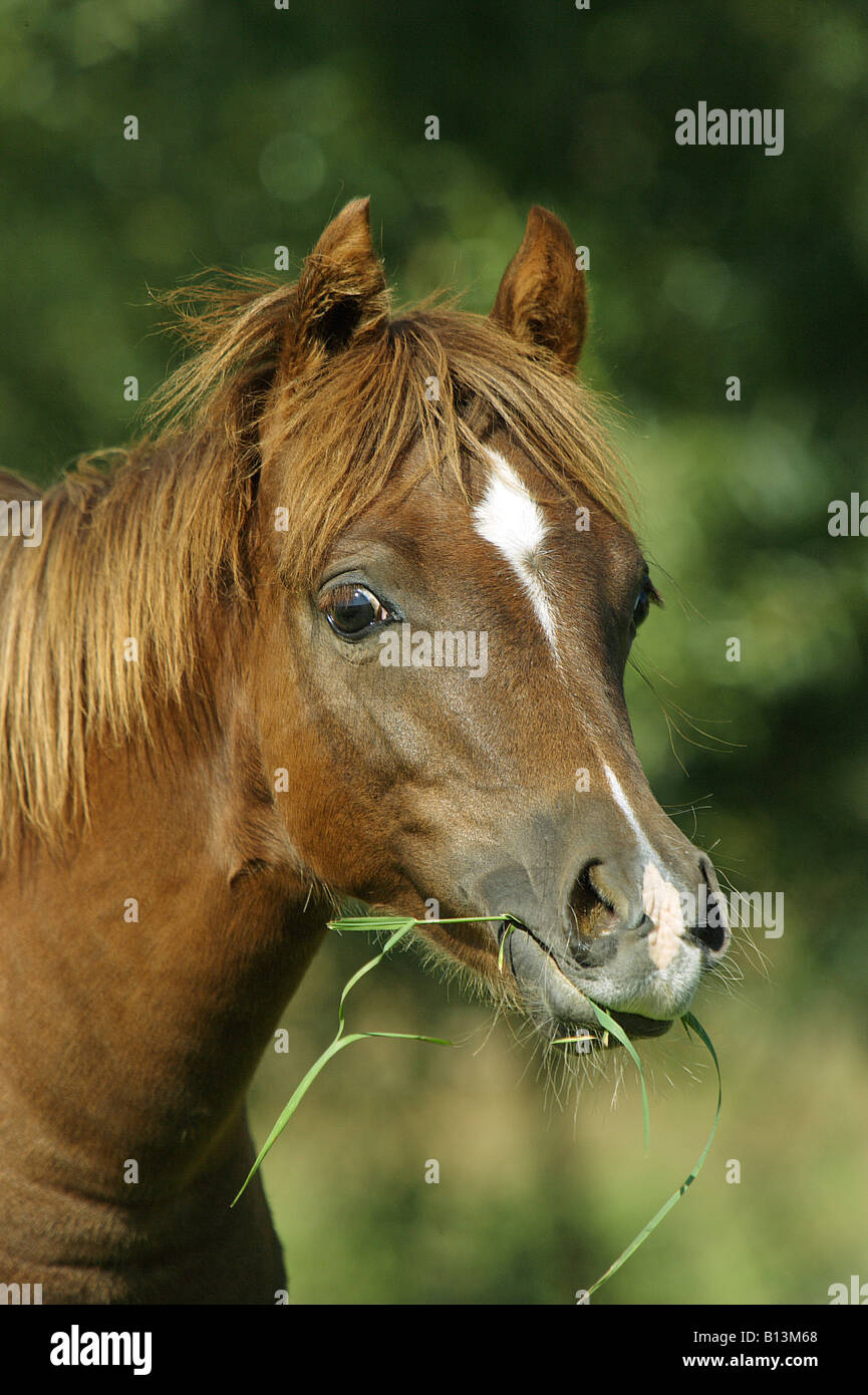 welsh pony - portrait Stock Photo - Alamy